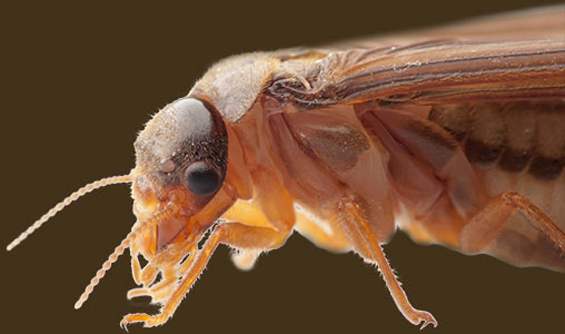 BuildShield Termite Protection - BuildBlock Insulating Concrete Forms